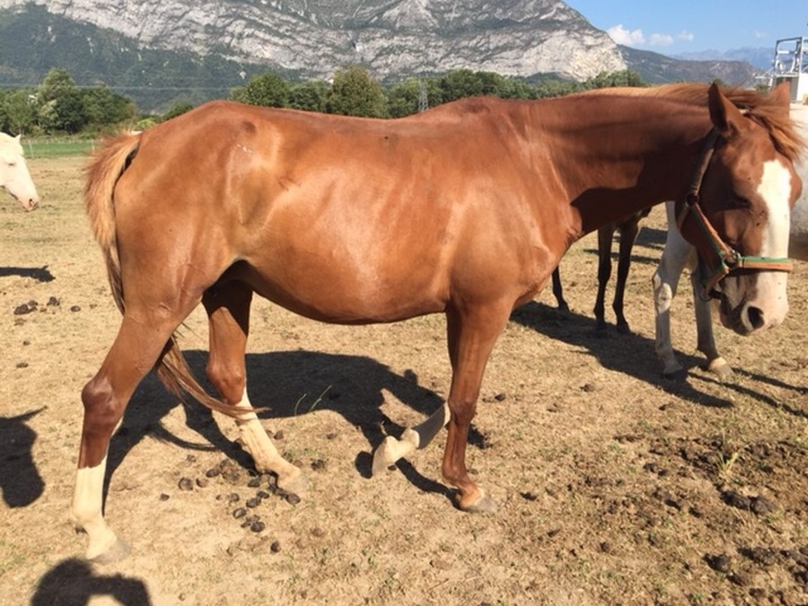 15-1-elevage-chevaux-lusitanien-jument-alezane - Haras des Chuchoteurs